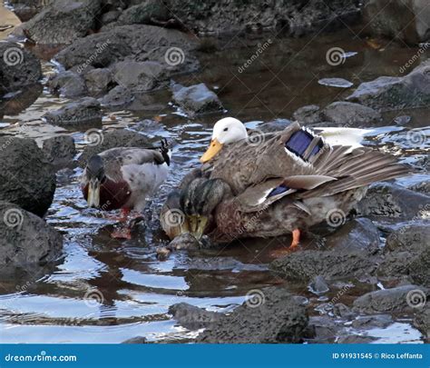 Sex Stock Image Image Of Neck Bang Anas Hawaii Gang 91931545