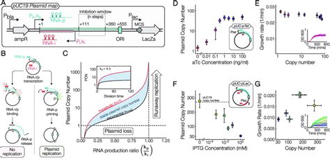 Replication Of Cole1 Origin Plasmids A Map Of The Puc19 Plasmid The Download Scientific