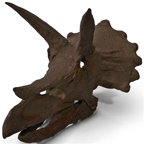 Triceratops Skull Fossil C4d