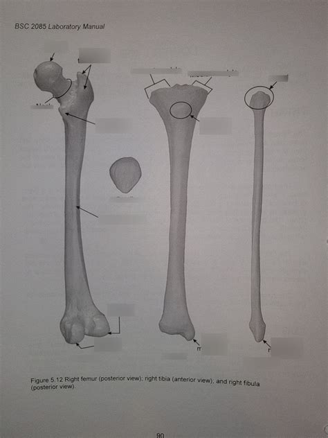 Femur Tibia And Fibula Diagram Quizlet