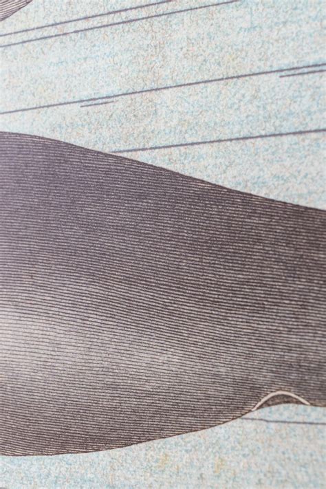 Whale Chart Stemcell Science Shop