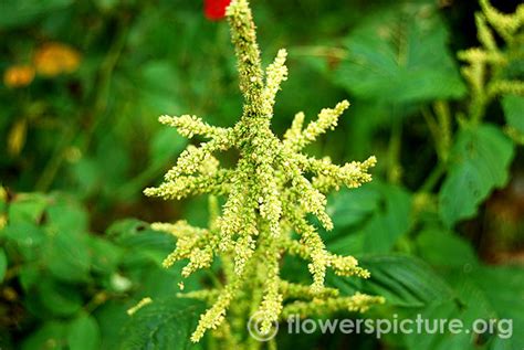 Flowers By Name A Anthuriumanthurium Andraeanum Whitearctotis