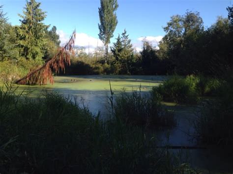 Scriber Creek Park Updated May 2025 20015 Cedar Valley Rd Lynnwood Washington Parks Yelp