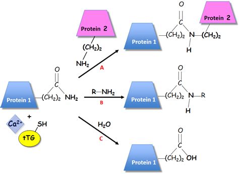 Regulation Of Pollen Tube Growth By Transglutaminase