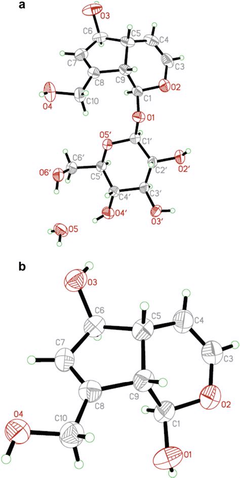Figure 1 From X Ray Crystal Structure Of Iridoid Glucoside Aucubin And