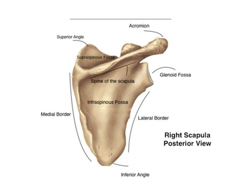 Medial Border Of Scapula Muscles