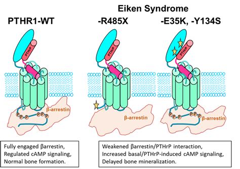 Revealing How Dysregulation Of GPCR Signaling Can Lead To Human Disease Research Communities