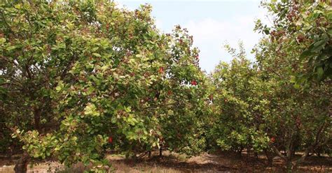 ក្នុងឆ្នាំនេះ ដំណាំស្វាយចន្ទី អាចនឹងបន្តរងផលប៉ះពាល់ពីការប្រែប្រួលអាកាសធាតុដូចទៅនឹងឆ្នាំមុន Cnc