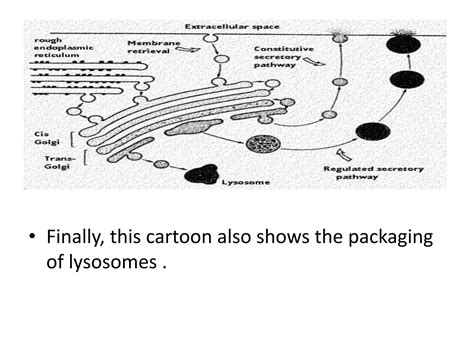 Function Of Golgi Complex By Kk Sahu Sir Ppt