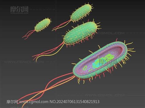 原核细菌细胞 微生物结构模型下载 摩尔网cgmol