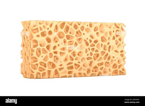 Sponge Bone Structure Medical Texture Block Extreme Closeup 3d
