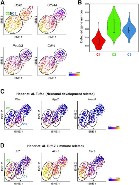 Characterization Of 3 Populations Of Colonic Tuft Cells Shown By Download Scientific Diagram