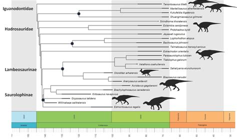 Ornithopod Phylogenetic Cladogram James Ronan Palaeontologist
