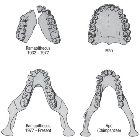 In The Beginning Compelling Evidence For Creation And The Flood 26 Ape Men
