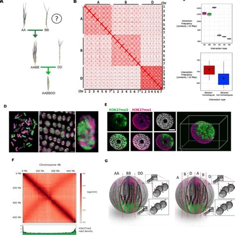 Pdf Wheat Chromatin Architecture Is Organized In Genome Territories
