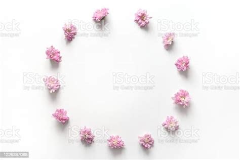 흰색 배경에 고립 된 분홍색 꽃 꽃 봉오리와 둥근 프레임입니다 플랫 레이 상단 보기 기념일에 대한 스톡 사진 및 기타 이미지 기념일 꽃 나무 꽃 식물 Istock