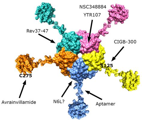 Schematic Representation Of Full Length Npm1 Structure Showing The Download Scientific Diagram