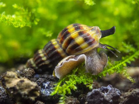 Assassin Snails Clea Helena