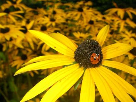 ARM Unveils Details Of ASTC Texture Compression At HPG Conference Part Mobile Graphics