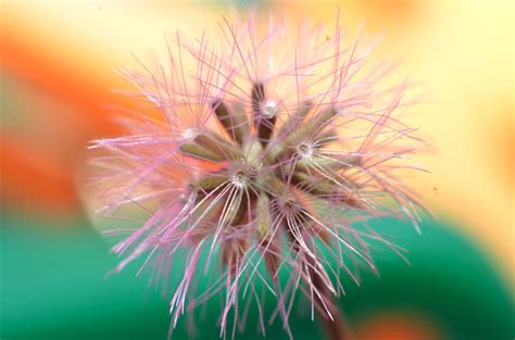 예쁜 흰 꽃 두 부드러운 흰색 무성 한 녹색 잎 사이 길쭉한 모양 0명에 대한 스톡 사진 및 기타 이미지 0명 개화기