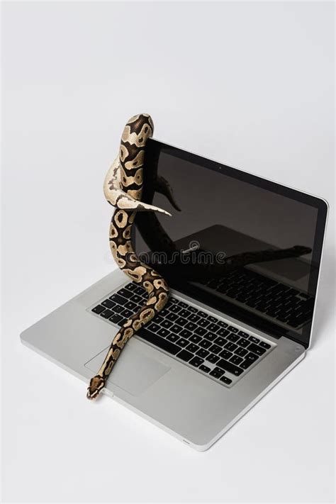 Python Snake And Laptop Computer Concept Of Using High Level Programming Language For Software