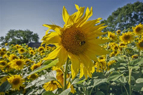 картинки Подсолнухи Поле подсолнечника природа лето цветы Флора Растения сельское