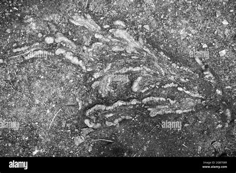 Black And White Picture Of A Tree Root Structure In The Ground Stock Photo Alamy