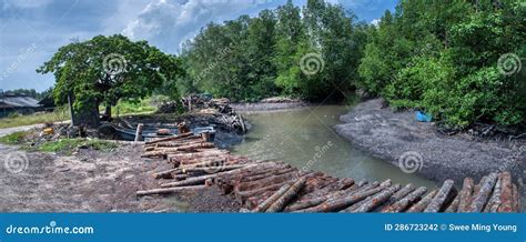 The Forest Mangrove Logs Are Transported And Left Drying At The River Bank Stock Photo Image