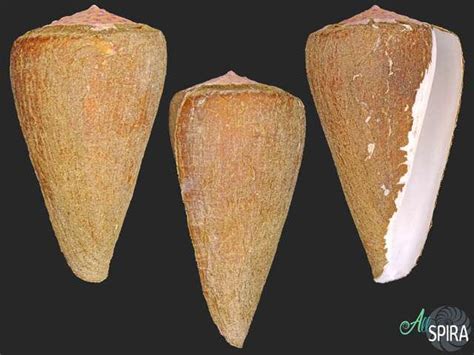 Conus Fergusoni Big Size Allspira