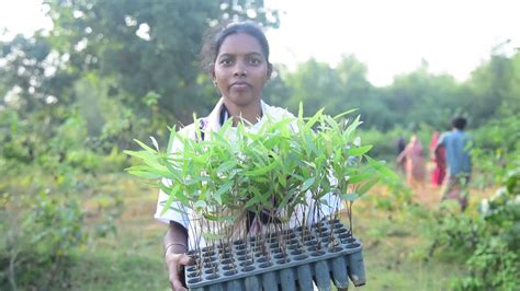 Rajesh Kumar Sahoo On Linkedin Plantingtrees Farmforestry Treeplantation Plantationforply