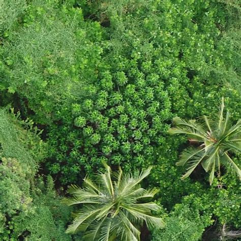 Coconut Rhinoceros Beetle Infested Palm Tree Detection Object Detection Dataset V CRB PALMS