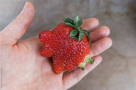 Mutant Strawberry By Stocksy Contributor Alessio Bogani Stocksy