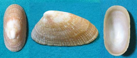 Shellauction Net Cymbula Compressa 3441163 Shellauction Net Cymbula Compressa 3441163