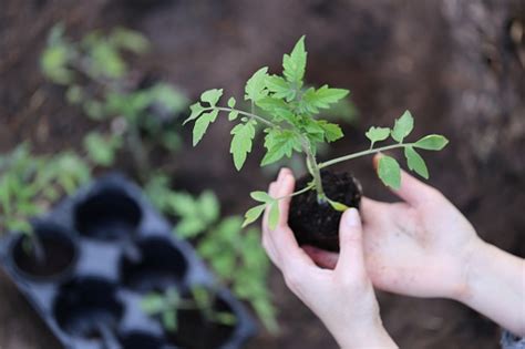 봄 정원의 토마토 모종 봄 묘목 원예와 원예 손에 모종 땅에 토마토를 심는다 정원 작업 유기농 채소를 재배합니다 가루로 빻은에 대한 스톡 사진 및 기타 이미지 Istock