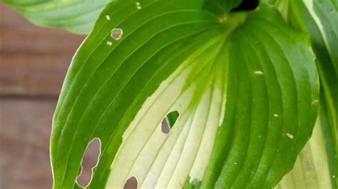 Common Hosta Problems Hosta Care Hostas Shade Garden Plants