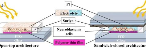 Selectively Controlling The Bioelectrical Activity Of Living Cells And Tissues