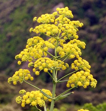 Ferula Asafoetida