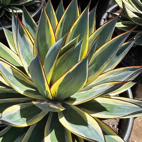 Shop ‘snow Glow Agave Care And Growing Guide Planet Desert