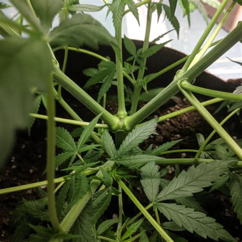 What Is Fimming Pinching And Topping Cannabis Plants Reefertilizer