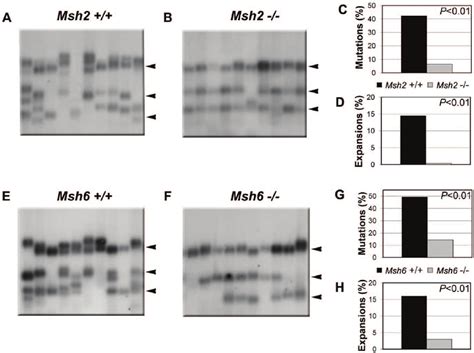 Absence Of MutS A Reduces Somatic Mutation Load Of The GAA TTC N Download Scientific