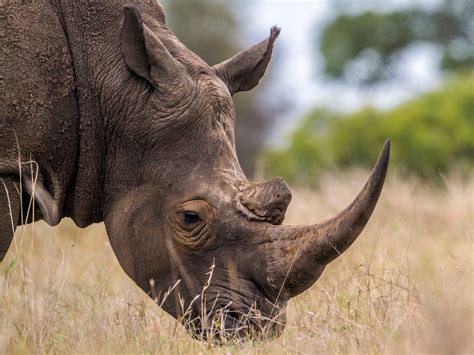 What Do You Do With A Rhino Horn