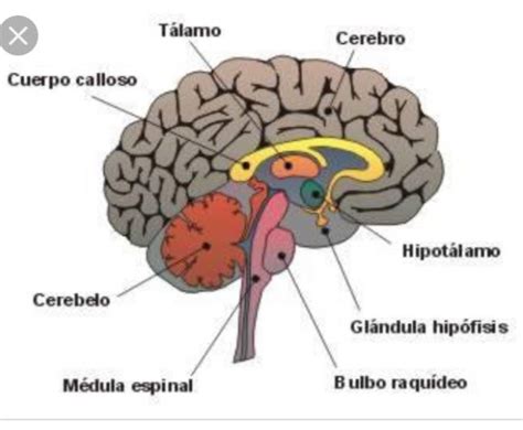 Sistema Nervioso Central Funciones Y Partes Apuntes Geniales