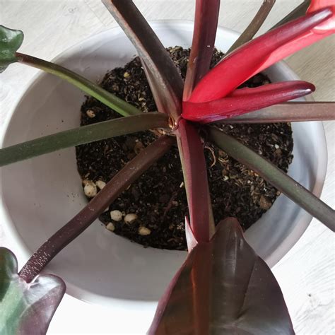 What Philo Did I Buy Really Sun Red Rphilodendron