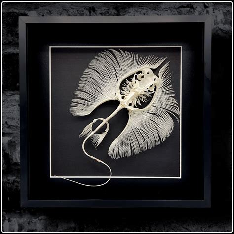 Stingray Skull