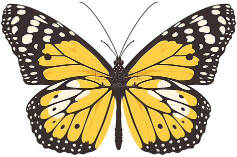 노란색과 검은색 이미지 사진 및 Png 일러스트 무료 다운로드 Lovepik