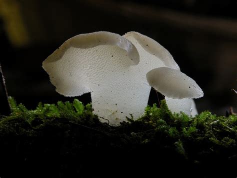 Top 20 Edible Mushrooms Popular In British Columbia Picture Mushroom