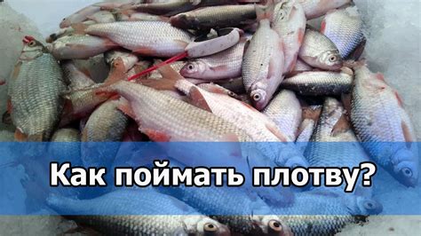 УЛОВИСТАЯ ОСНАСТКА зимней удочки на ПЛОТВУ - YouTube