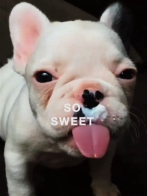 Divertidos Videos De Pibble Para Amantes De Mascotas Tiktok