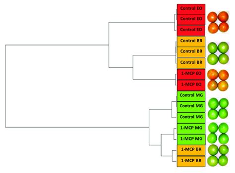 clustering analysis of samples the distance in the dendrogram was