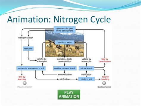 Ecosystem Cycles PPTX